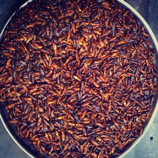 There and Back Again: Pondering Thought #5: Food Habits