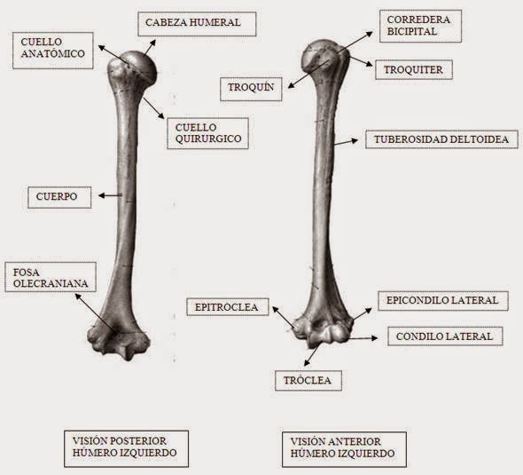 ANATOMIA HUMANA: MIEMBROS SUPERIORES