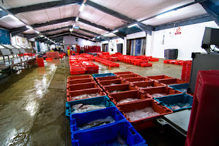Through the Gaps! - Newlyn Fishing News: Monday's fish market in Newlyn ...