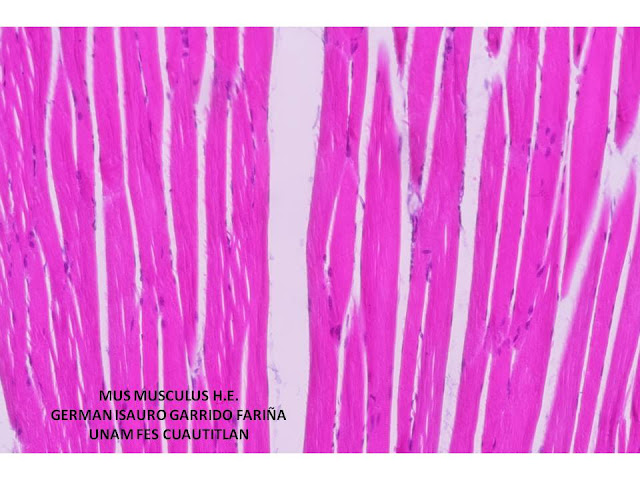 Morfologia e histologia de raton (Mus musculus): MORFOLOGIA E ...