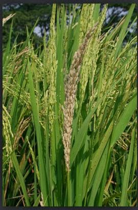AGRICULTURE AND AGRICULTURAL INFORMATION: Insect Pest Of Rice: Rice ...