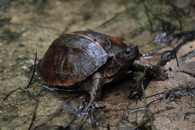 Crystal and Bryan in Singapore: Sumatra Day Three: Mud, Blood, Sweat ...
