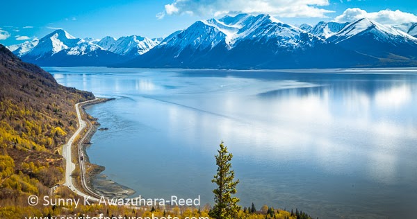 Sunny in Wilderness: Spring Greens - Turnagain Arm of Cook Inlet, Alaska