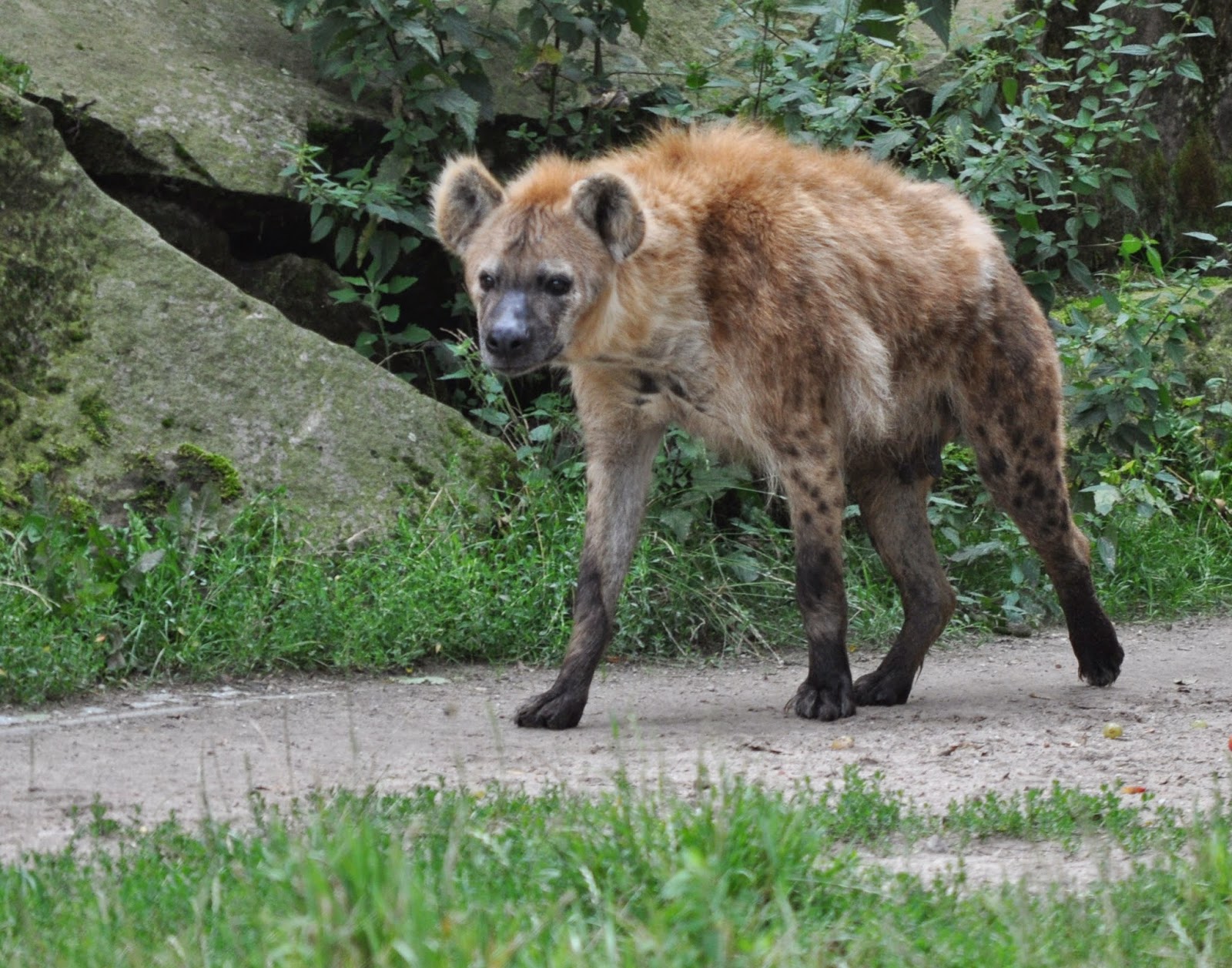 ZOOTOGRAFIANDO (6.100 ANIMALS): HIENA MANCHADA / SPOTTED HYENA (Crocuta ...