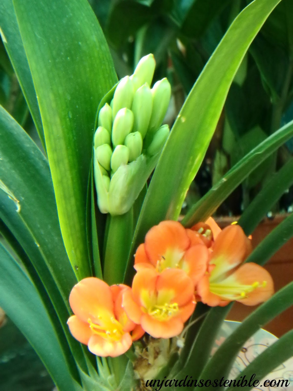 Clivia miniata (Clivia)