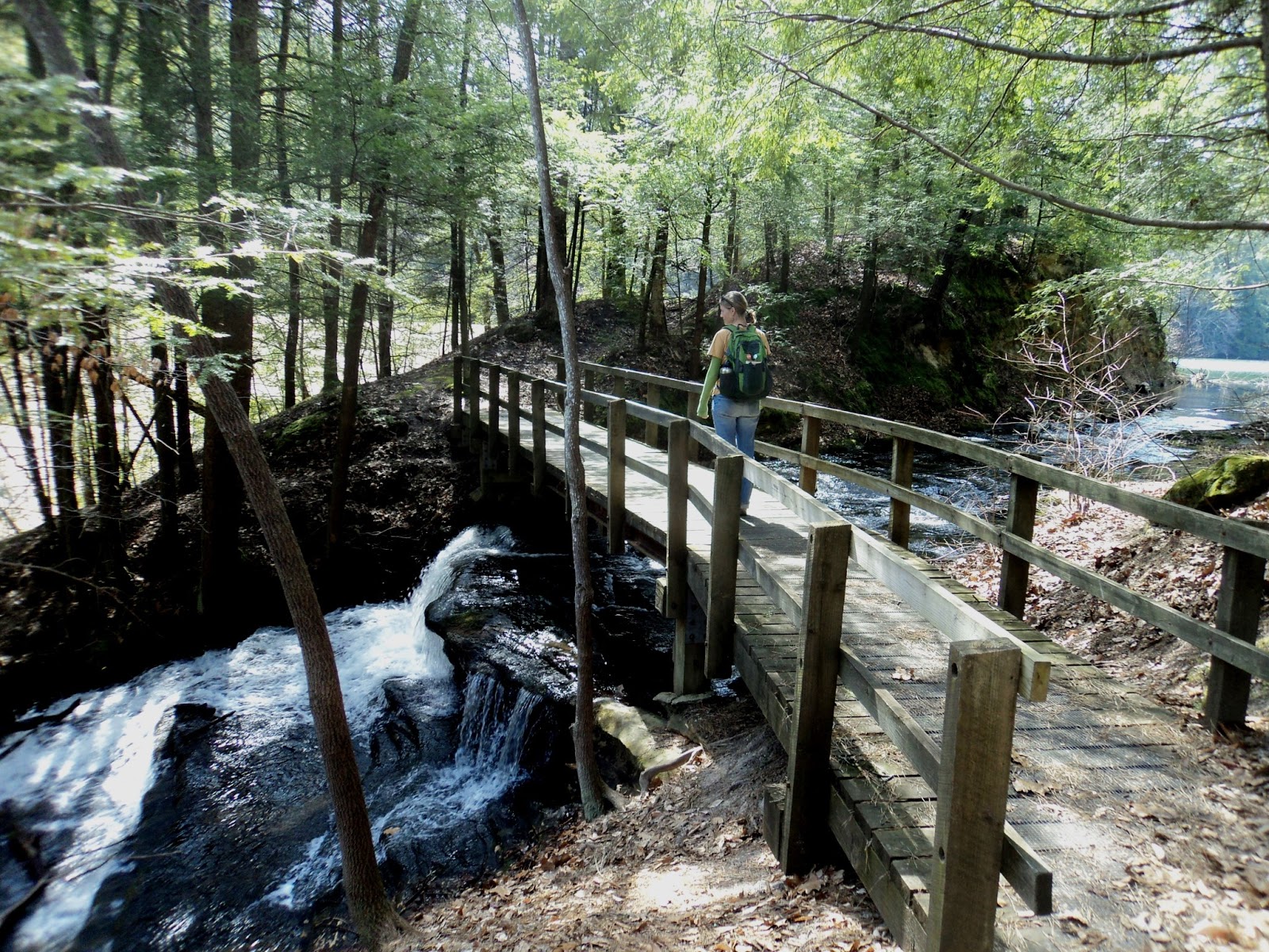 the common milkweed: Lake Katharine State Nature Preserve