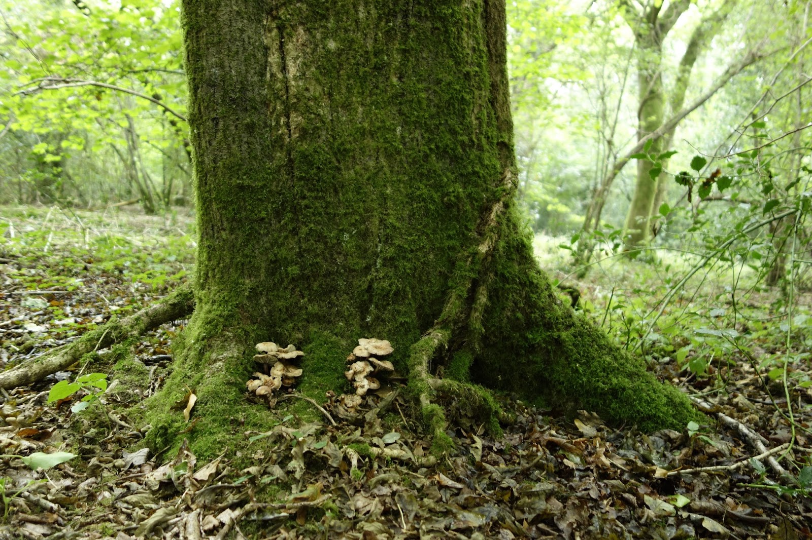 Misidentifying Fungi: August 2016