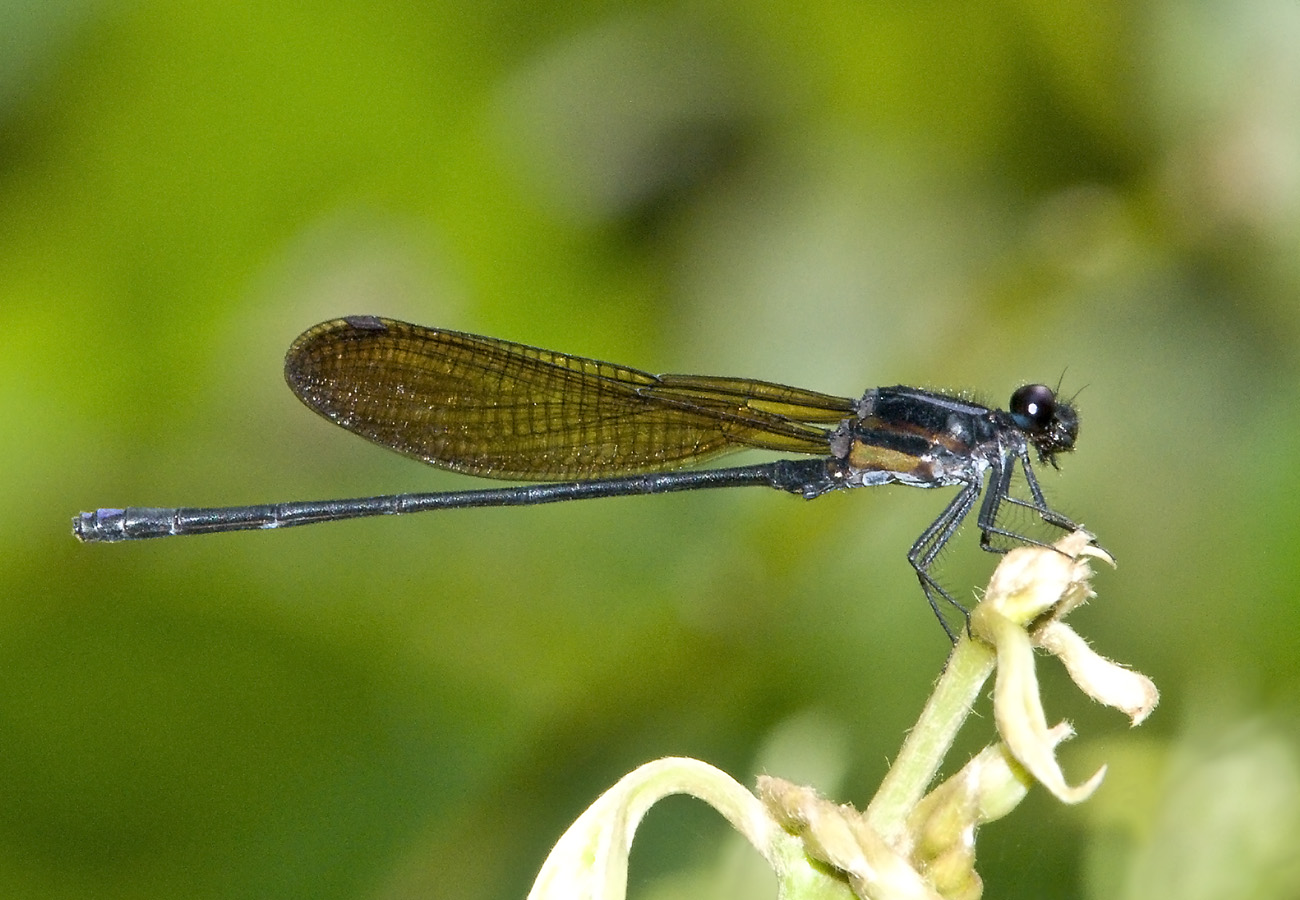 Species New to Science: [Entomology • 2018] Damselflies of the Genus ...