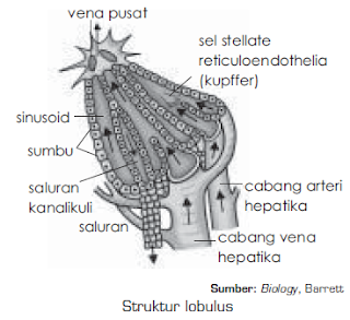 NADIA CREATING :): Anatomi Fisiologi Hati dan Kandung Empedu