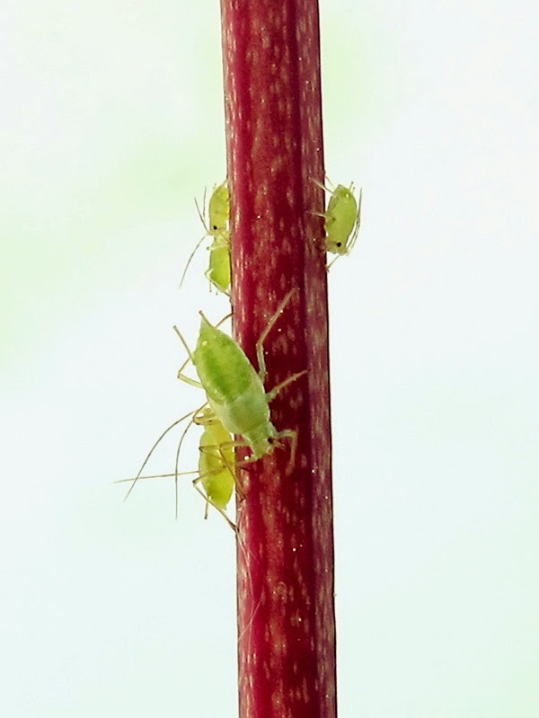 Carnet Nature: Puceron