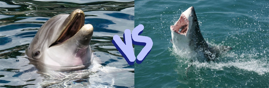 Miss B's Room 14 Busy Bees: Shark & Dolphin Thinking