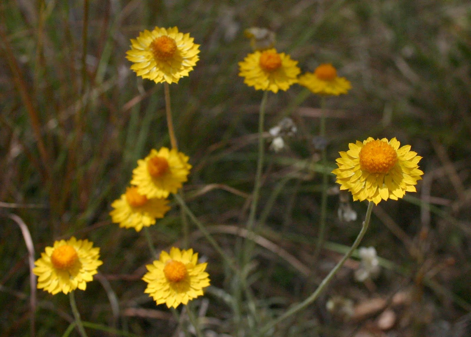 Toowoomba Plants: Yellow Sunray