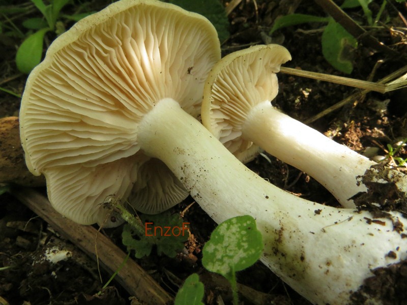 I Funghi dei Castelli Romani: Entoloma sepium