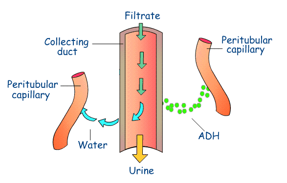 Frazer + Biology: 2.74 ADH
