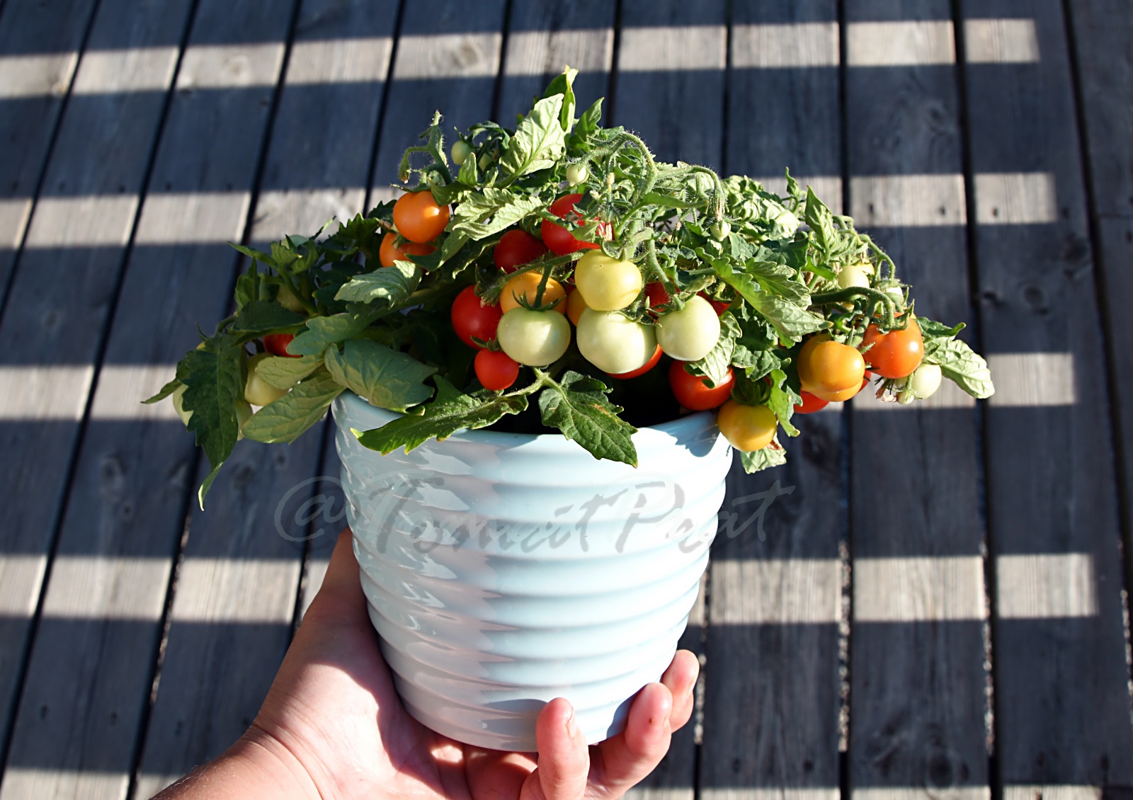 Helenes Tomater: Micro Tom