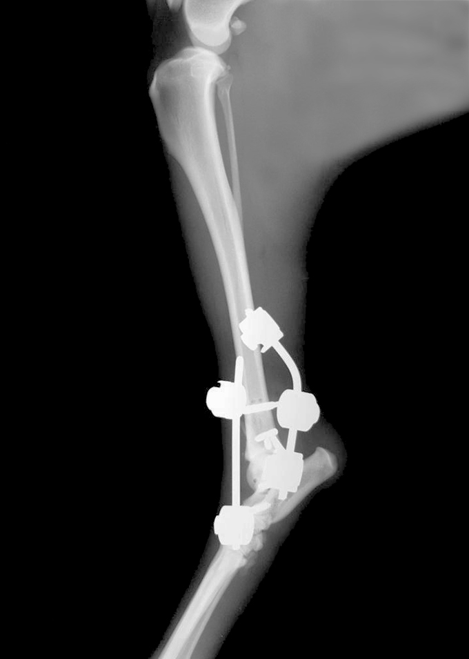 ARTROVET: Luxación tibio tarsal