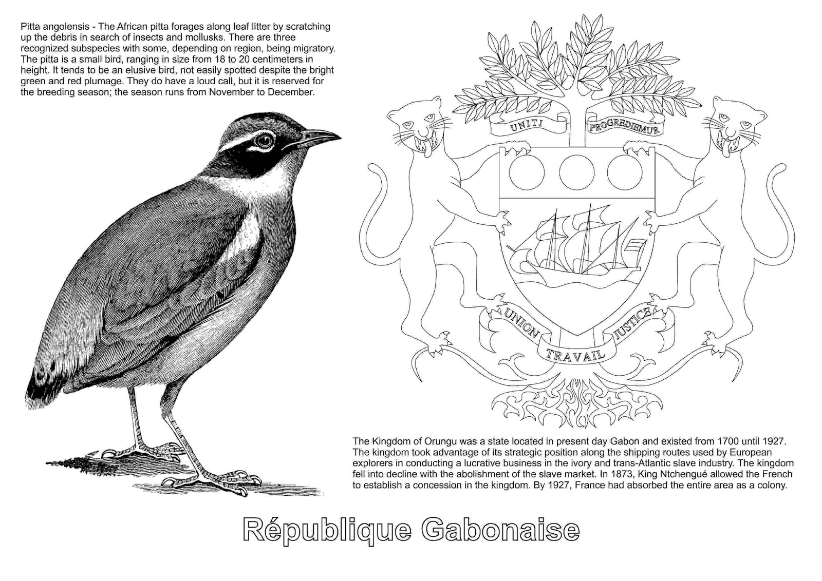 The Nations of the World: African Pitta - Gabon