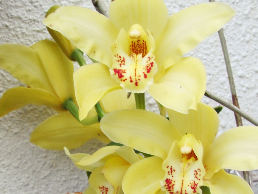 photographing New Zealand: orchids