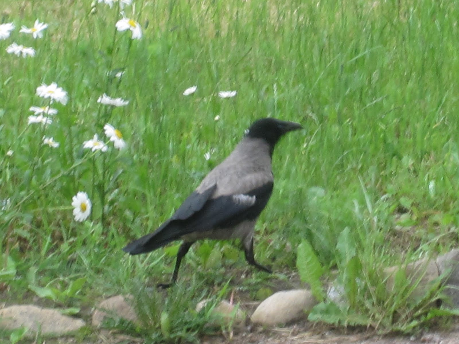 Cannundrums: Hooded Crow
