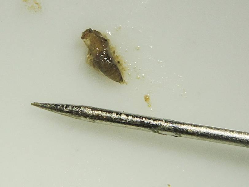 Queensland Coast: The Life of Biting Sandflies