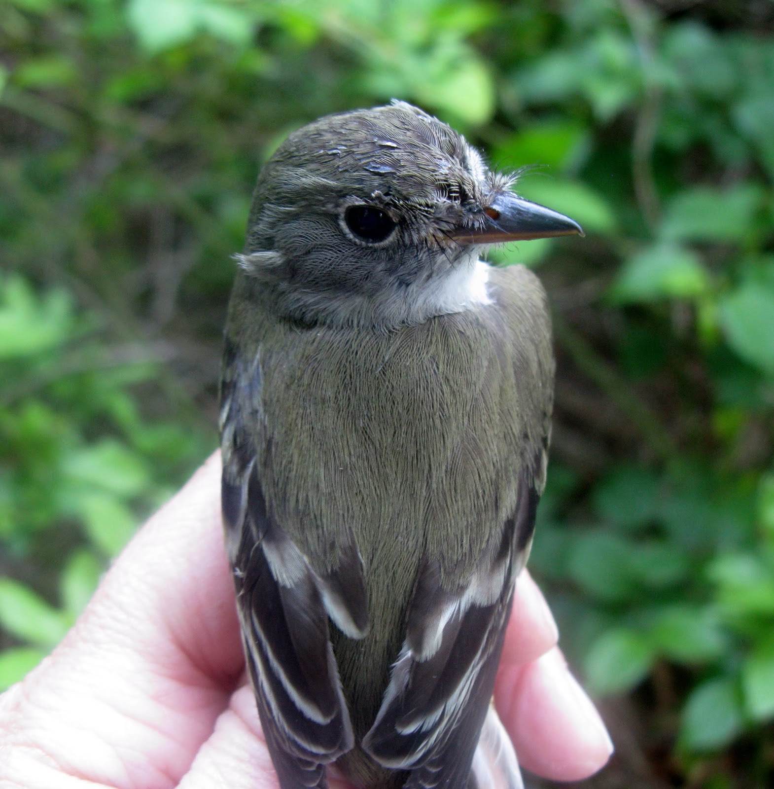 Cape Cod Bander: Birds of Summer