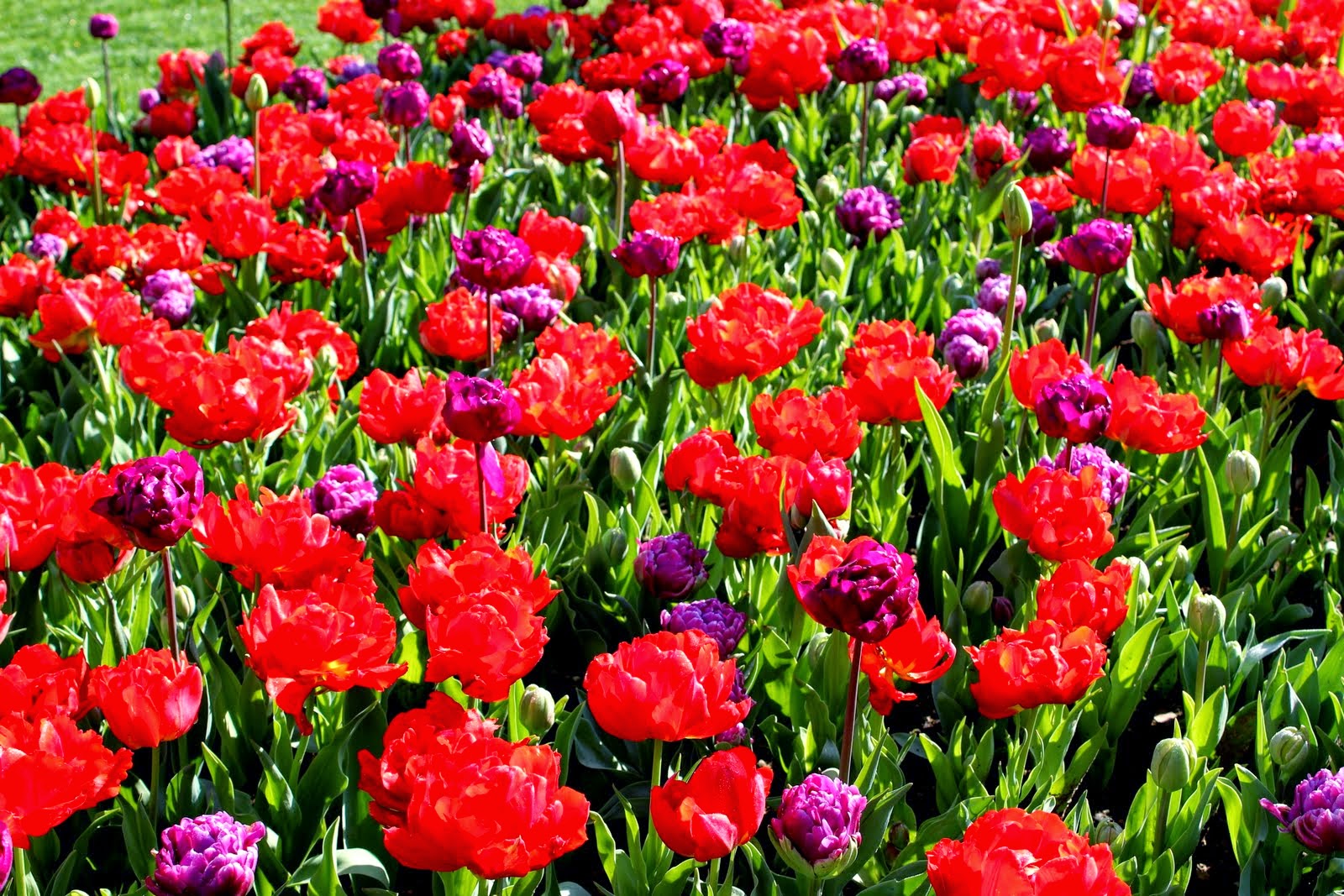 Here and There: Traditional Tulips of Turkey