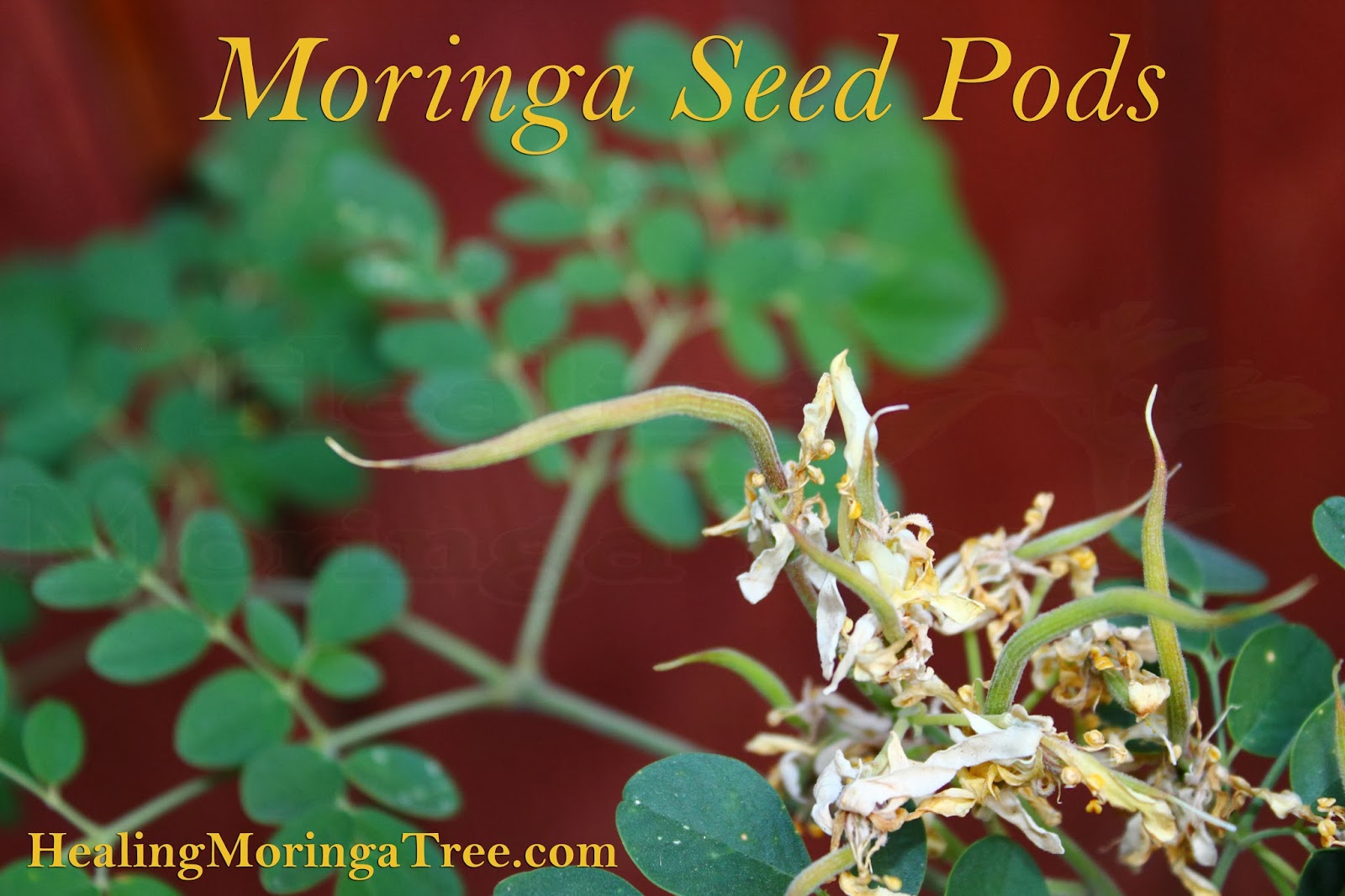 Healing Moringa Tree: New Moringa Oleifera seed Pods at 5 months!