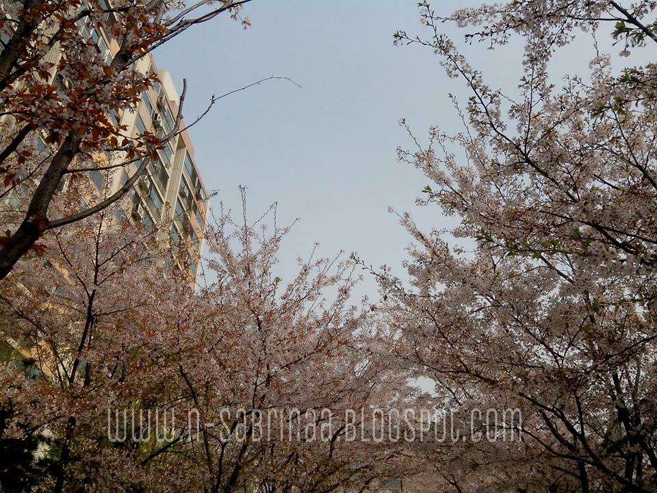 Pengalaman bercuti di Seoul, Korea Selatan musim bunga- 9 tips umum ...