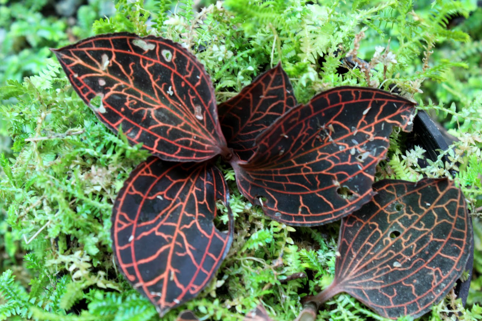 Triang Botanical Valley: Jewel Orchid 3 - Anoectochilus roxburghii