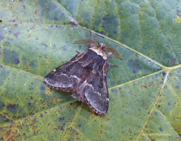 East Sussex Wanderer: December Moth