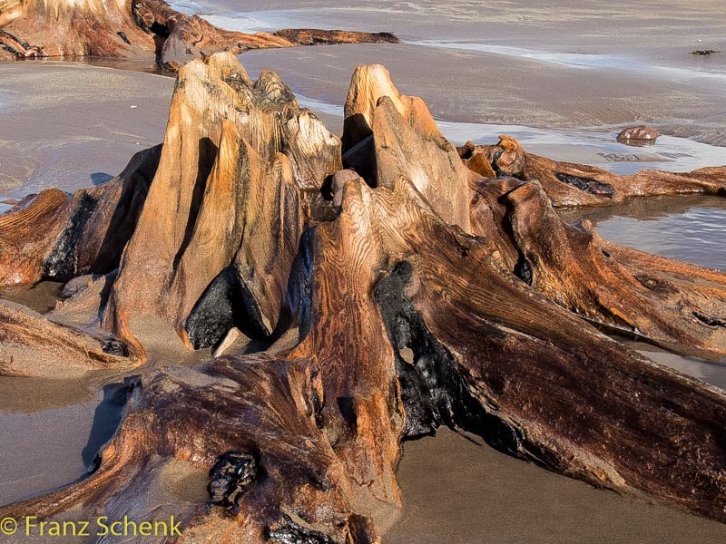 South Kerry Camera Club: Old Tree Stumps emerging from the Sand on ...