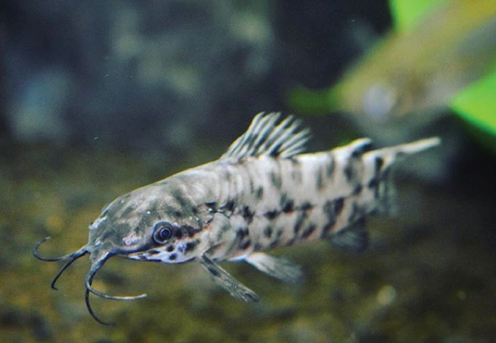 Hoplo Catfish Si Ikan Lele Lucu Mirip Alien - Nakama Aquatics