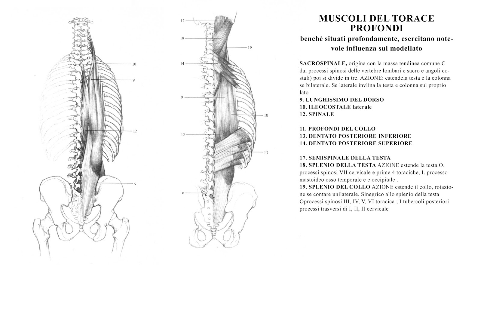 CON IL CORPO VIVO : CORPO ANATOMICO: MUSCOLI DEL TORSO