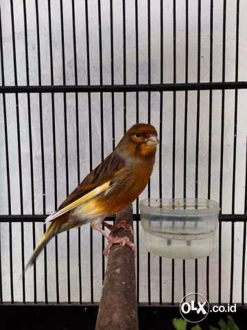 Jual Kenari AF Super, 4 Bulan, 600rb | Burung 9