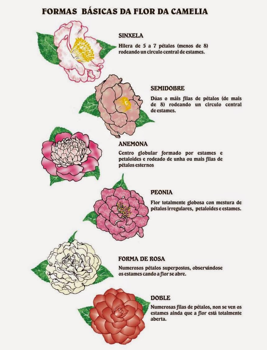 Camelilongo: Formas Básicas da Flor da Camelia
