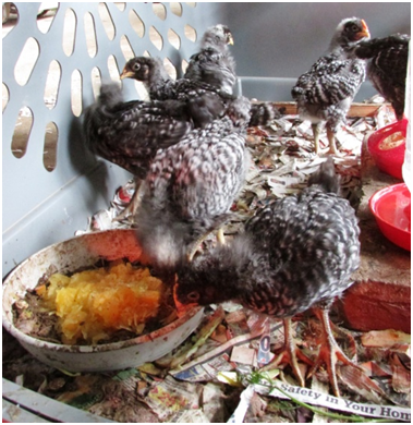 The American Haggard Housewife: Cluck, Cluck: Part 2 of Our Chicken ...