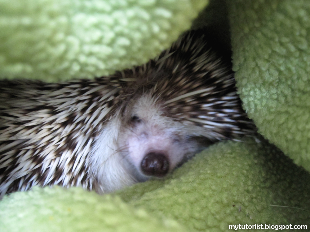 1000+ images about Squinty on Pinterest | Smiling animals, Happy and Smile