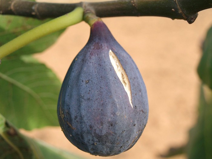 Victoria Fig - Var Tin