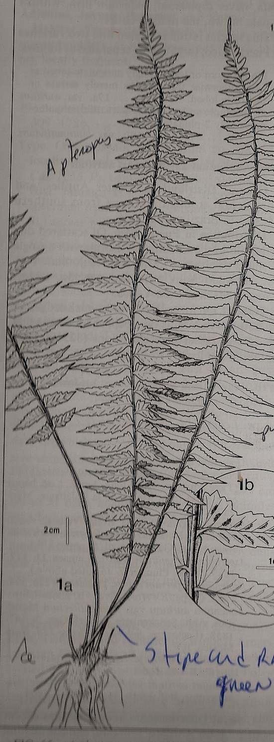 FAMILIA DE HELECHOS EN PUERTO RICO: ASPLENIACEAE ASPLENIUM Y HEMIDICTYUM