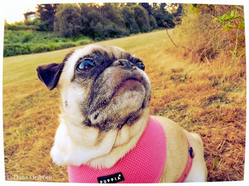 Beefy Pug: She Met A Bear Named Joe Who Likes To Sip Root Beer And Shop ...