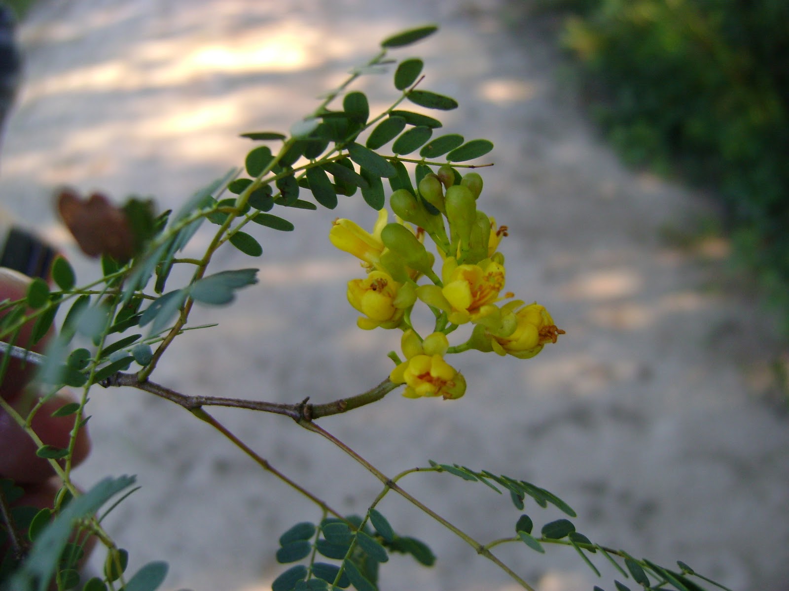 Fabaceae - Leguminosae no Brasil: Libidibia