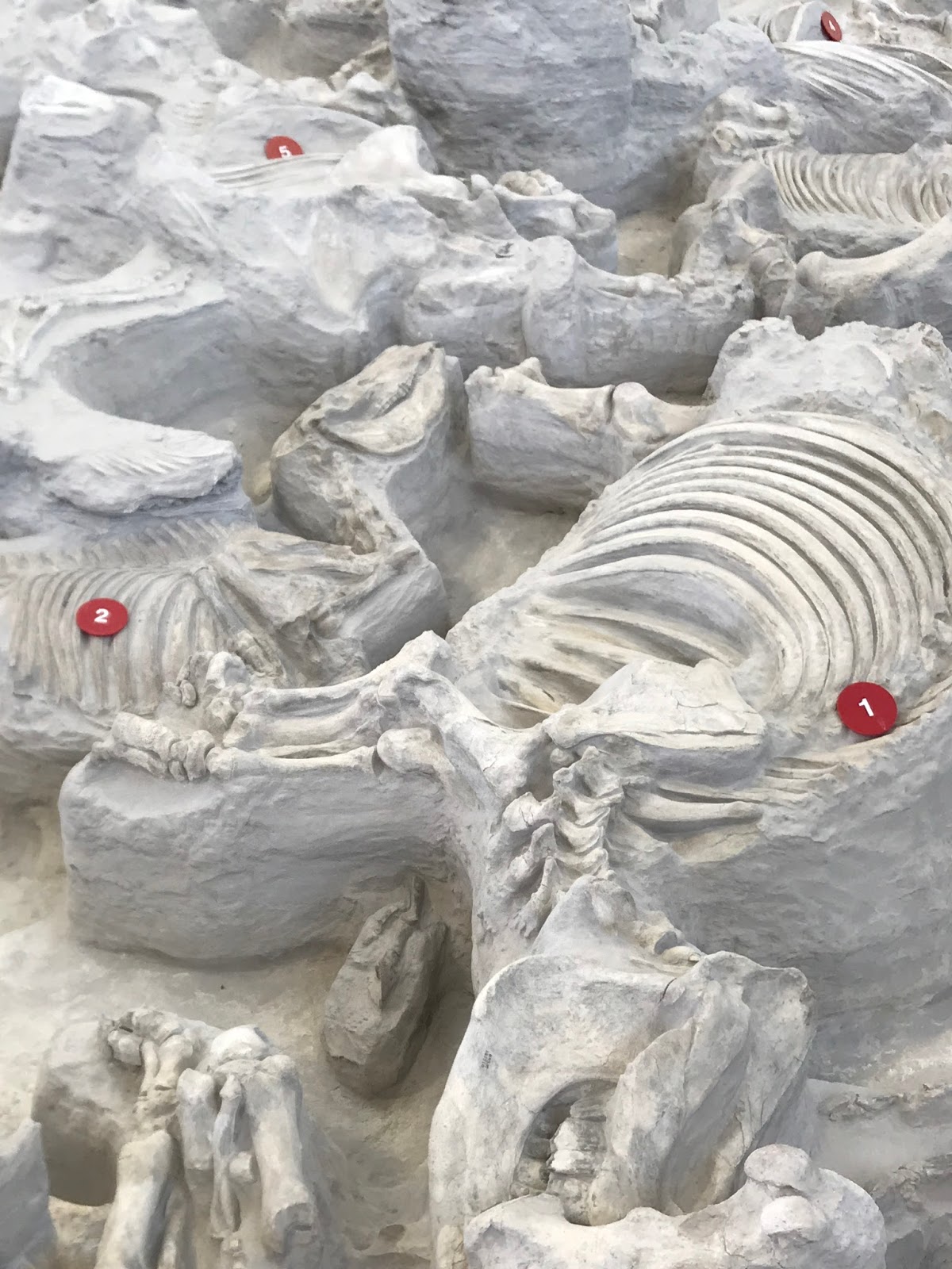 Fiber Bubble: Friendly Fossils & Fried Food