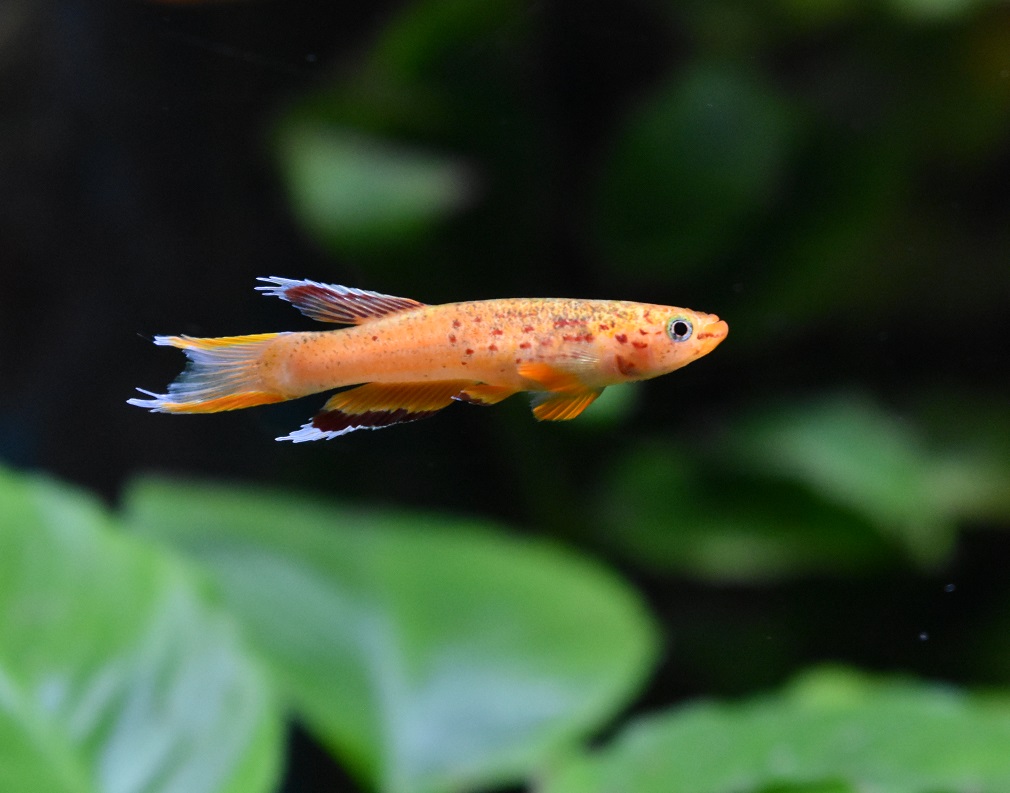 ZOOTOGRAFIANDO (6.096 ANIMALS): KILLI COLA DE LIRA / LYRETAIL PANCHAX ...