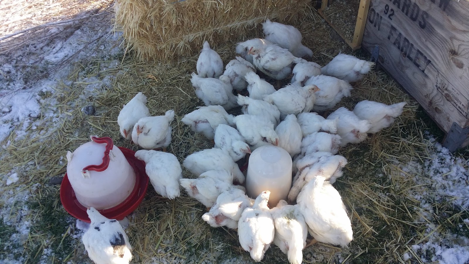 The Acre Lab: Broiler Chickens