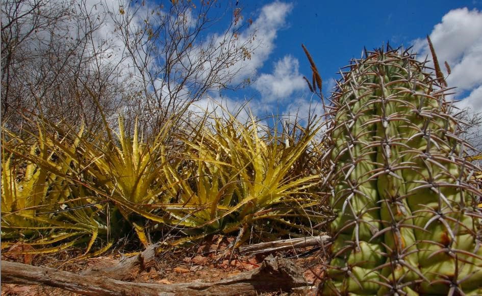 Dia Nacional da Caatinga_28 de Abril ~ Áreas Verdes das Cidades