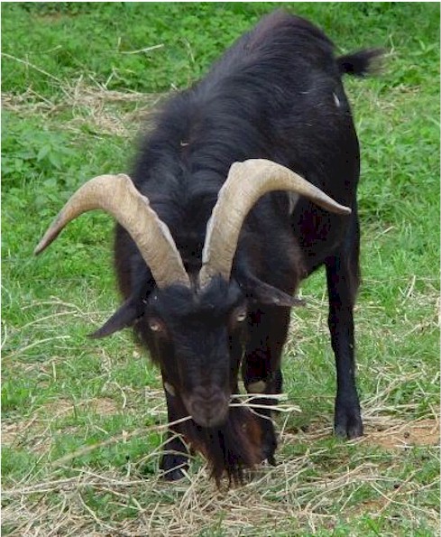 O Despertar de um Sonho: os Bodes