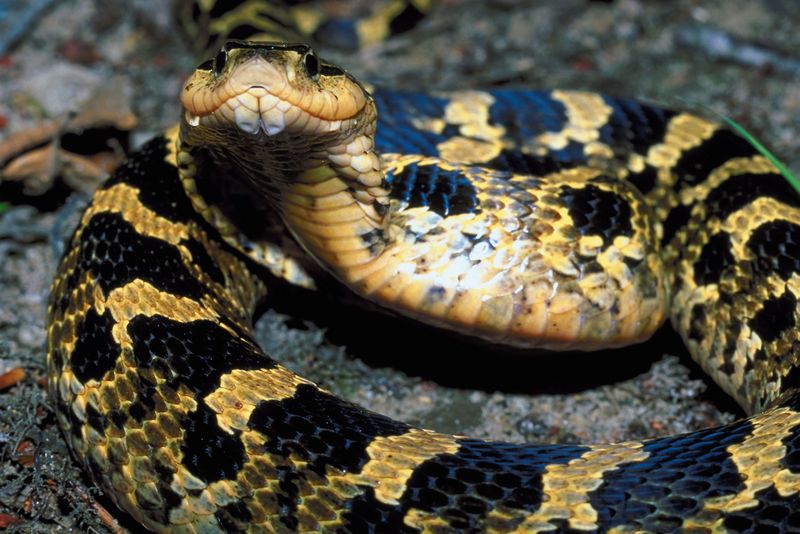 Nature: Observations and Meanings: HOGNOSE SNAKE SUB-FAMILY (Heterodon ...