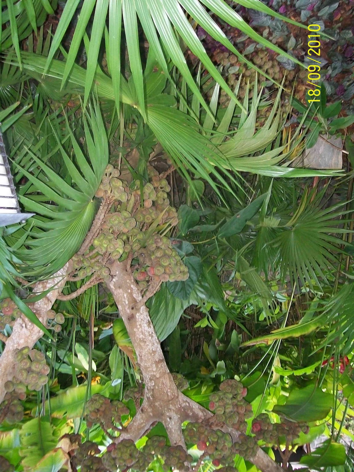 Prakruti -Mother Nature: Figs-Ficus Anjeer