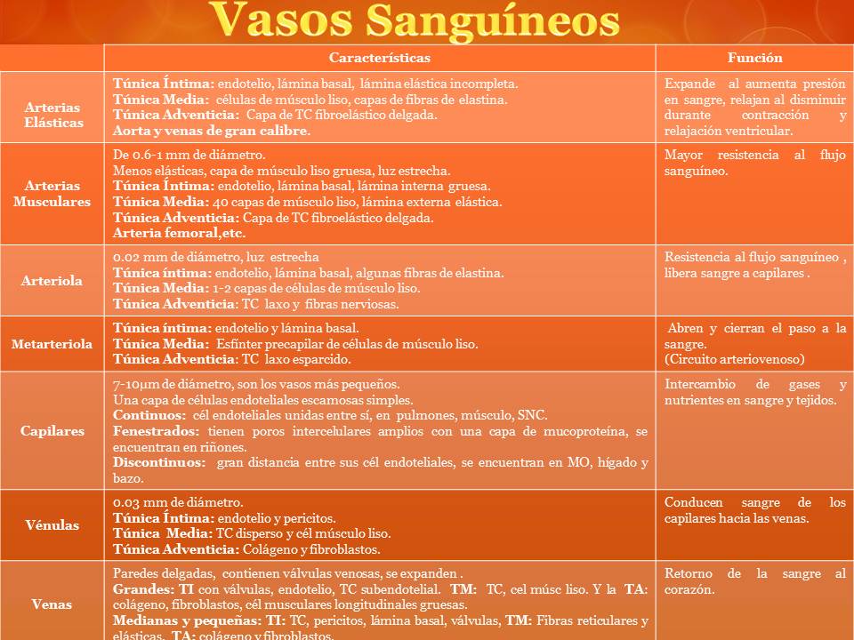 Fisiología Humana: Vasos Sanguíneos