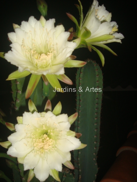 Jardins e Artes: Cacto Mandacaru... Flor e Frutos.